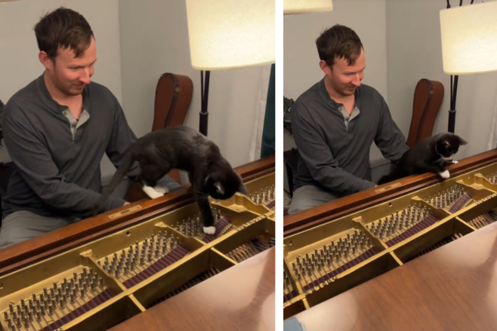 Kitten gets adorable piano lesson in viral TikTok post: "this is so tom ...