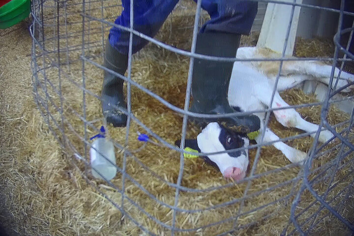 Schockierende Bilder vom Skandalhof im Allgäu: Razzia nach Tierquälerei ...