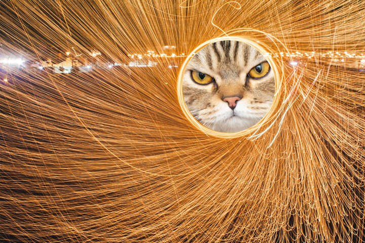 Cat reaction time: How fast are cats?