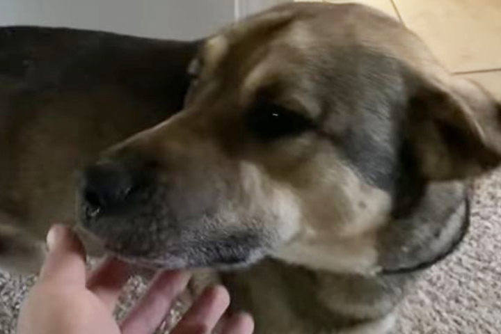 "So begrüßte mein Hund mich neun Jahre": Herrchen berührt alle mit ...