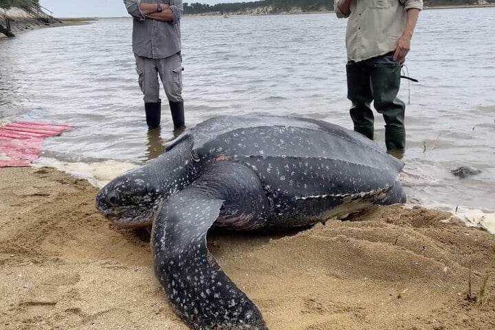 Größte Schildkröte der Welt: Lederschildkröten