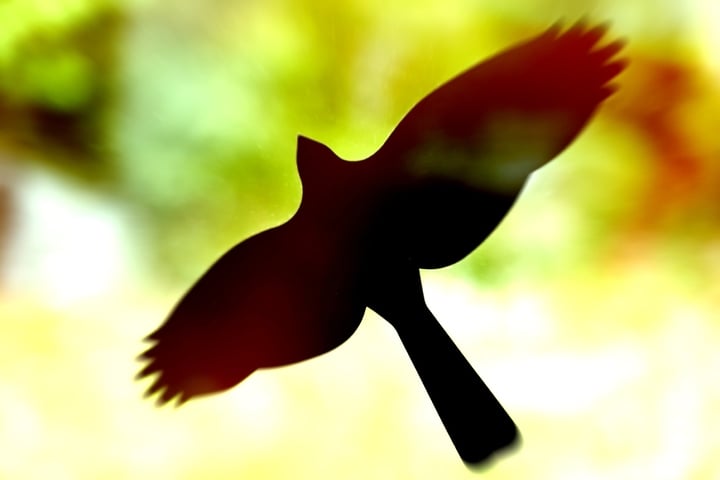 Vögel fliegen gegen Scheibe - Vogelschlag verhindern