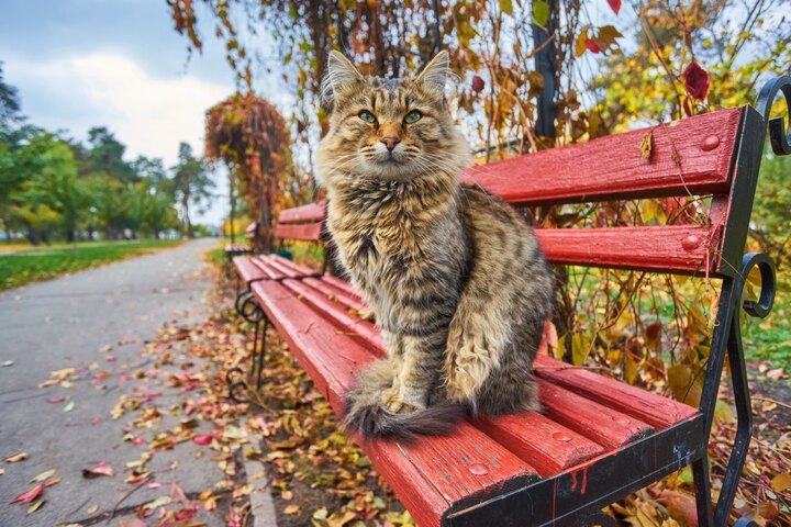 Tigerkatzen: 8 Fakten zu getigerten Katzen
