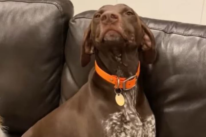 This dog knows he messed up: what did he do?