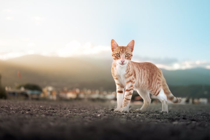 Top 10 fastest cat breeds in the world