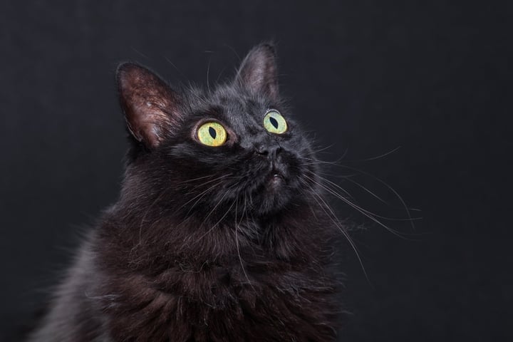Black cats: 5 tips for snapping the purr-fect pics