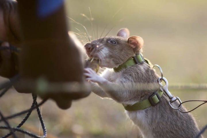 Hero rat breaks world record for sniffing out unexploded mines and ...