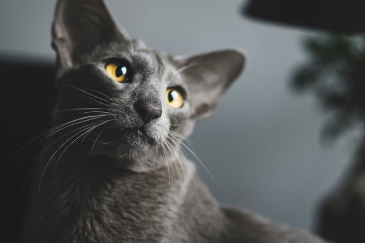 Top 10 grumpy cat breeds