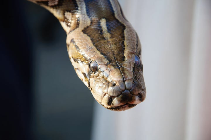 Australian man comes home to a ruined ceiling and two huge pythons