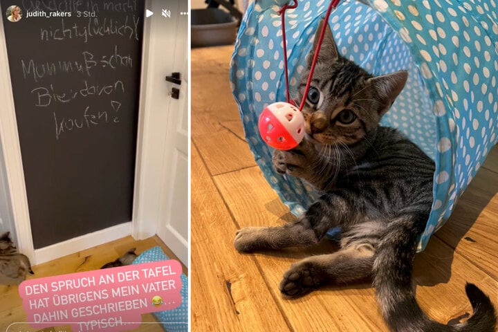 Judith Rakers teilt süßes Katzenvideo, doch Fans lachen über etwas anderes