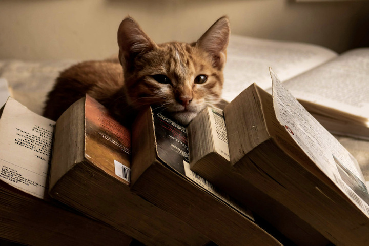 Cat pics accepted as payment for lost library books during "March Meowness"