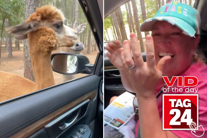 Viral Video of the Day for September 10, 2025: Alpaca spits perfectly ...