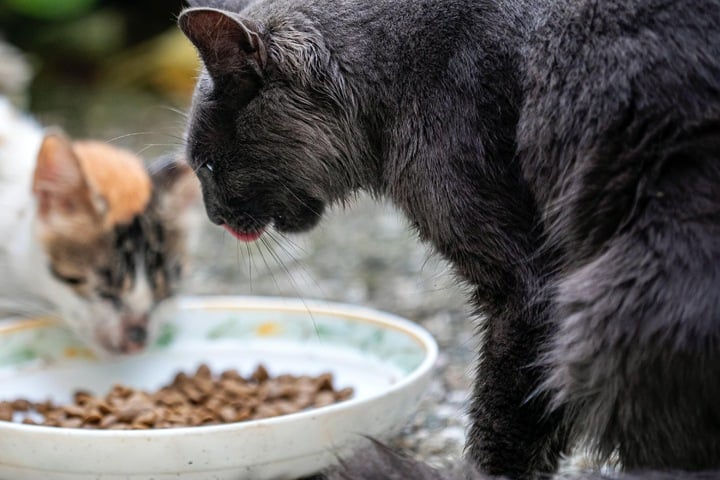 Your cat eats too much? Tips on how to handle an overeating cat