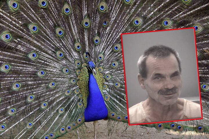 Weil Nachbarin sie fütterte: Mann schlachtet Haus-Pfaue und verspeist sie