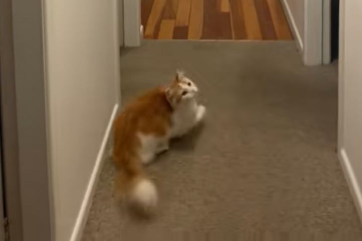 Cat does bonkers parkour while chasing a cicada around his apartment!