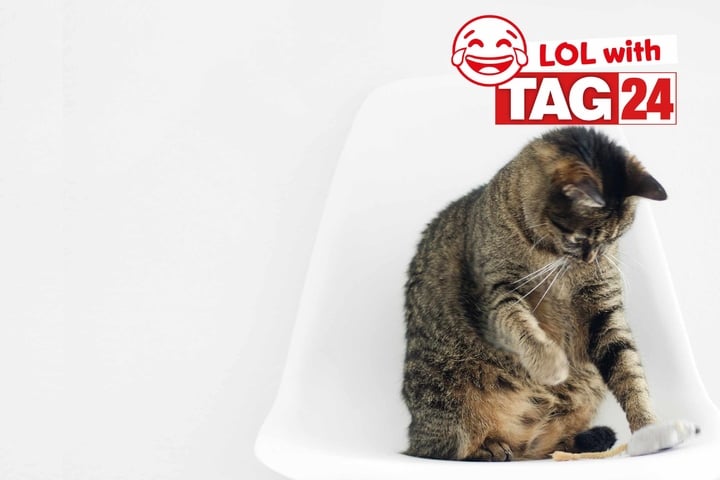 Joke of the Day for June 22, 2024: Get your funny on for Caturday