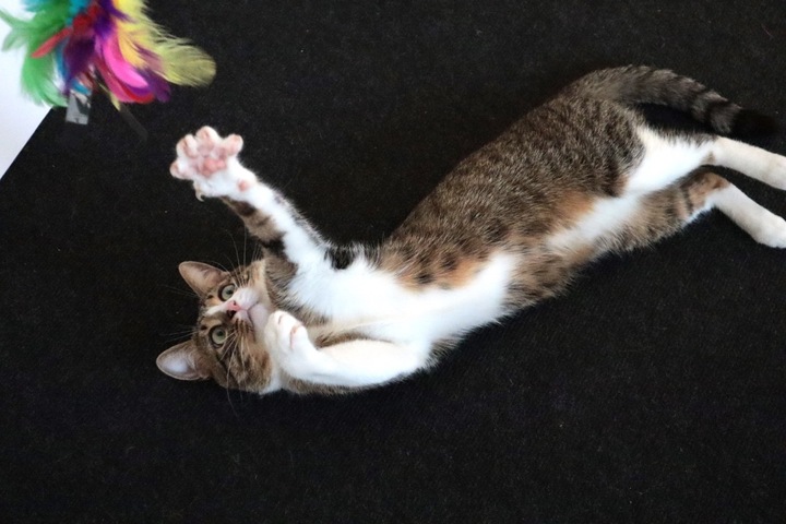 Cat zoomies: Why do they happen and how to stop them