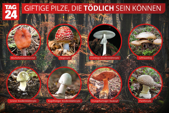Giftigster Pilz der Welt: Gefahr des Grünen Knollenblätterpilz