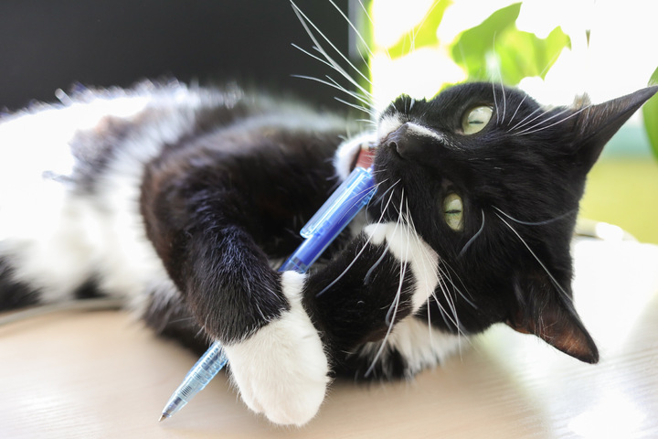 Help, my cat is eating plastic! What the behavior means and how to stop it