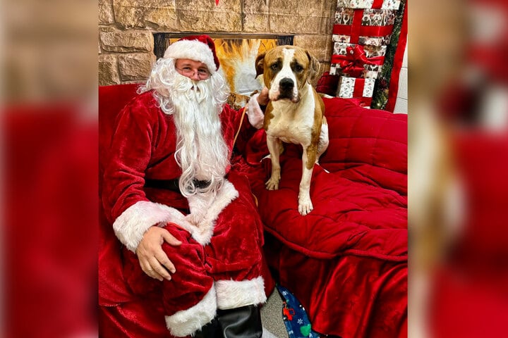 Vor Weihnachten allein gelassen: Hund Walter vor Tierheim ausgesetzt