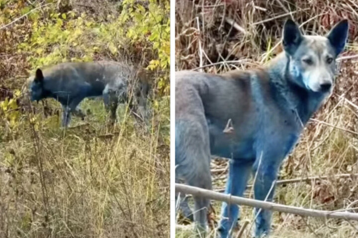 Blue dogs in Chernobyl exclusion zone: Experts solve the mystery!