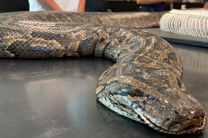 Riesige Python in Florida gefunden: Das gigantische Tier wiegt über100 ...