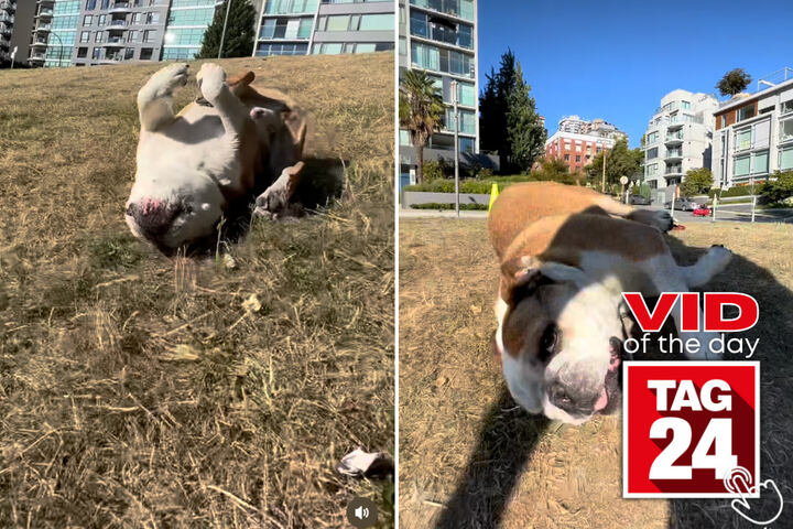 Viral Video of the Day for August 23, 2023: Hilarious bulldog slides ...
