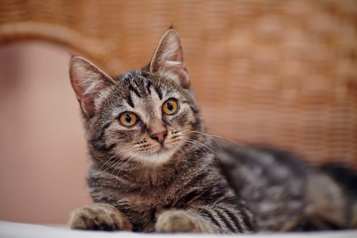 Tigerkatzen: 8 Fakten zu getigerten Katzen