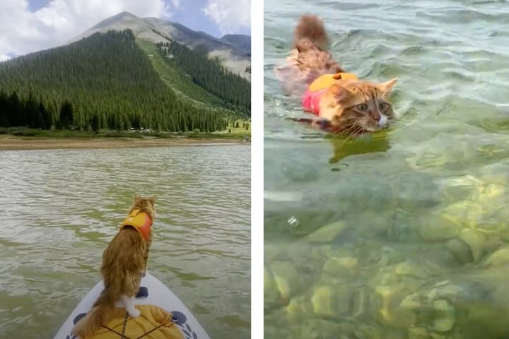 Adventure cat wears stylish ski 'fits and hits the slopes