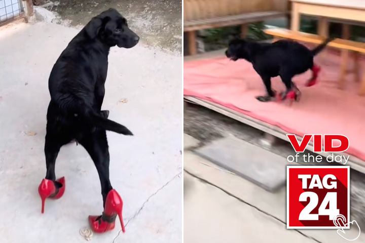 Viral Video of the Day for September 3, 2025: Dog struts backyard ...