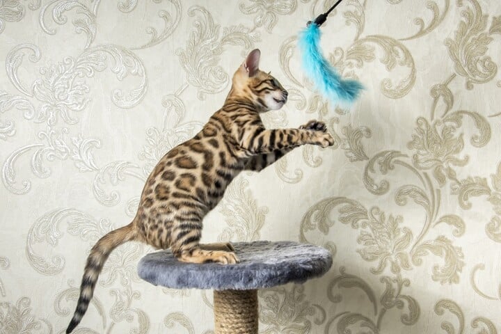 Tigerkatzen: 8 Fakten zu getigerten Katzen