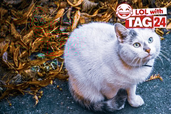 Joke of the Day for June 1, 2024: Get your funny on for Caturday