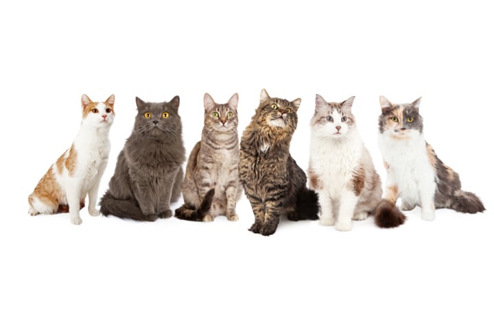 Katzenrassen » Wissenswertes & Tipps für Deine Samtpfote