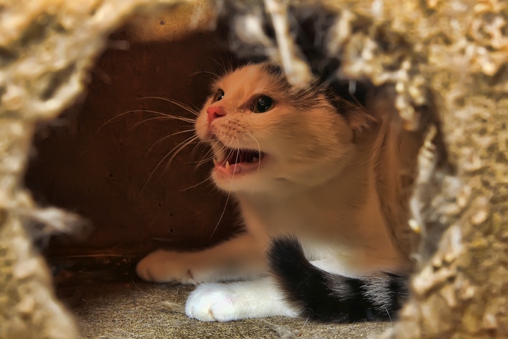Warum fauchen Katzen? 5 mögliche Gründe