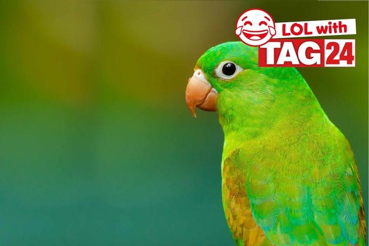 Joke of the Night for September 9, 2025: An animal funny to make you ...