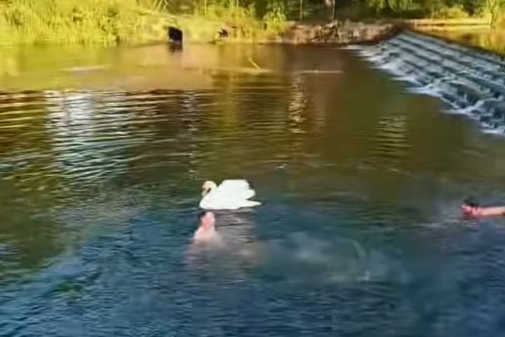 Mann wird noch vor Schwan gewarnt: Was dann passiert, musste passieren