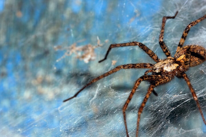 Giftigste Spinne Deutschlands: Ist diese Spinne gefährlich?