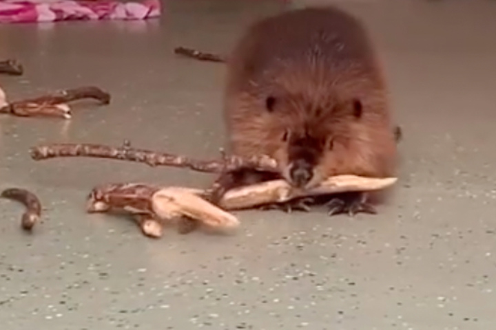 Baby-Biber ist ganz alleine im Gehege: Was er dann tut, sorgt für ...