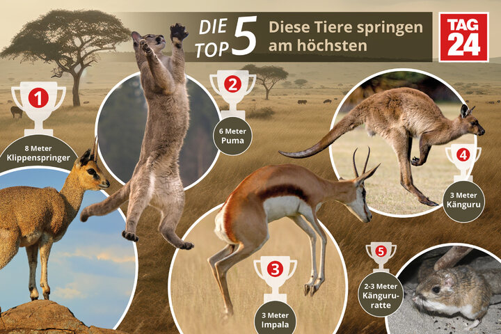Welches Tier springt am höchsten? Top 5 der Hochspringer