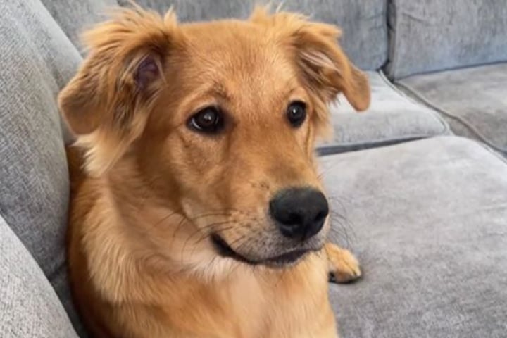 Dog's hilarious unsupervised activities caught on camera by owner!