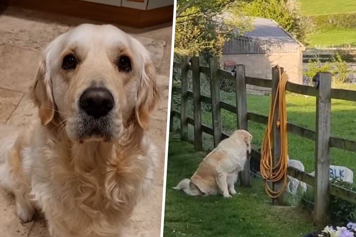 Sweet dog tries to play with lamb neighbors in hilarious viral video!