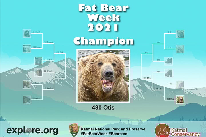 Heavy duty bearing: One-ton Otis wins Alaska fat bear contest