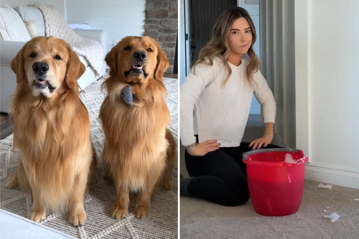 Frau putzt Wände: Was ihre Golden Retriever dann tun, ist fies und lustig