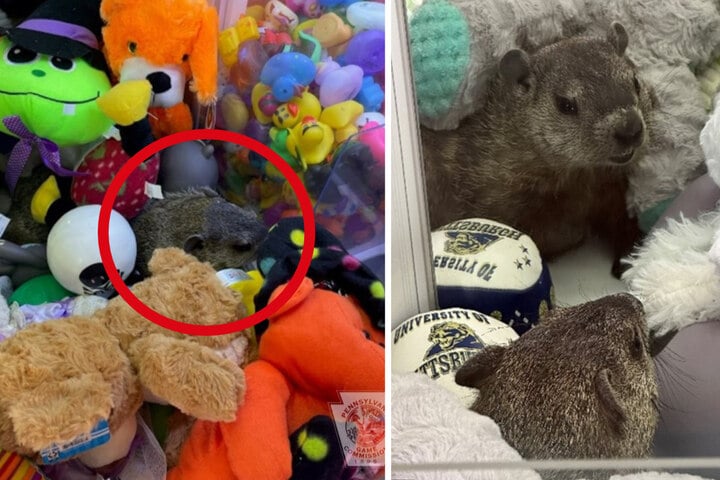 Groundhog gets stuck in an arcade claw machine in absurd wildlife rescue!