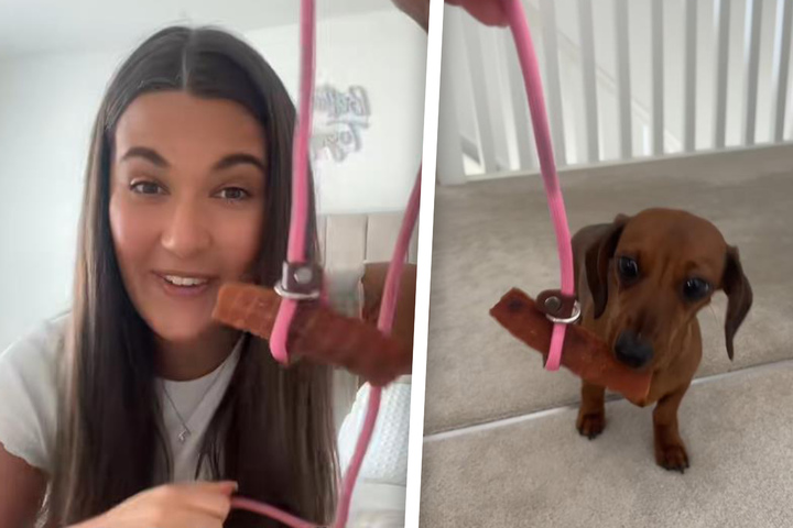 Lazy dog doesn't want to go for a walk – her owner's hilarious plan has ...