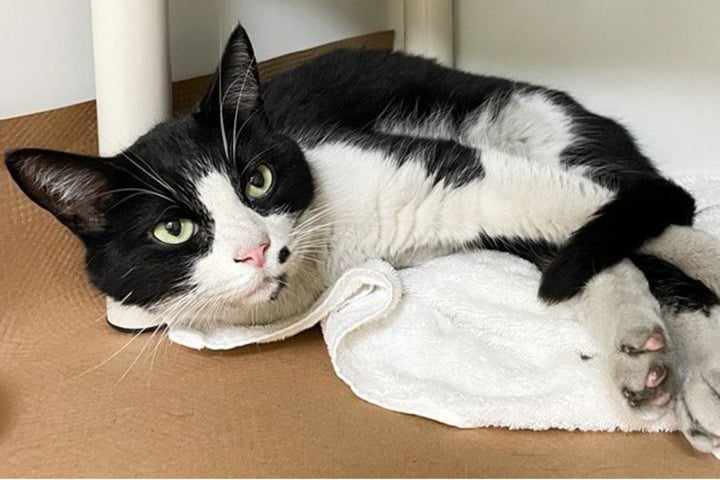 Cat escapes for three weeks – and family is stunned by where he's found!