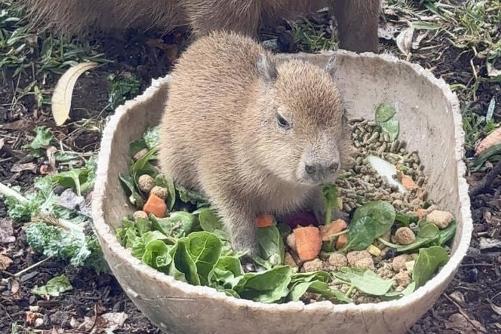 Baby Capybara has the most adorable reaction to bird intruder: "A rude ...