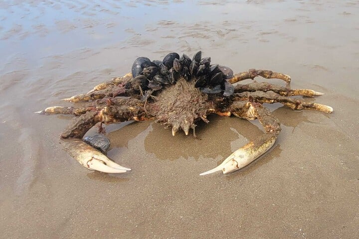 Gruselige Stranderlebnisse: Gigantische Qualle und Krabbe in Wales entdeckt