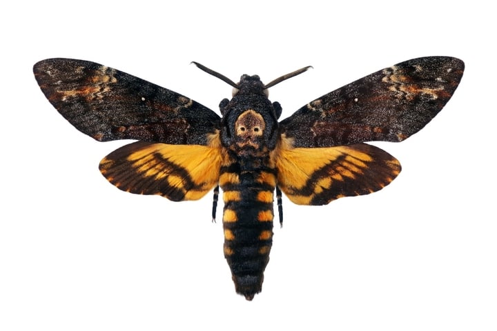 Größtes fliegendes Insekt Deutschlands - ein schillernder Gigant