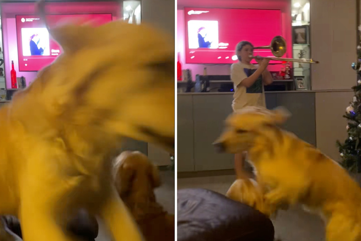 Dogs have hysterically over-the-top reaction to girl's trombone ...